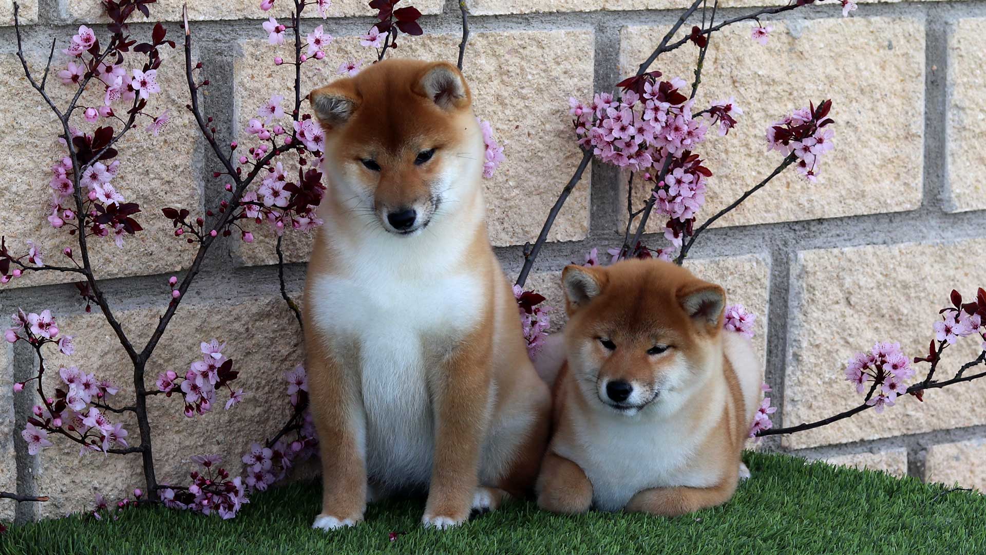 Preguntas frecuentes sobre dónde, cómo comprar y cuidados de un ...